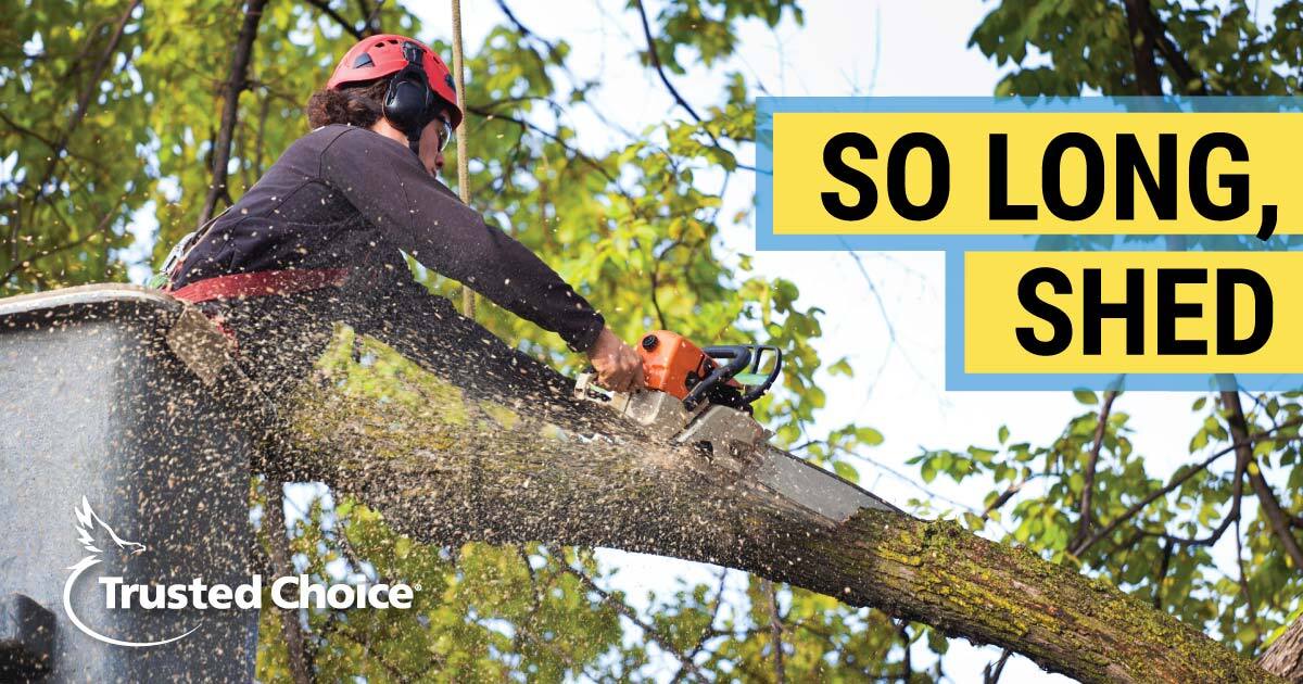 Fallen Tree Crushes Shed: Who’s Responsible? | Trusted Choice
