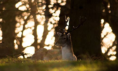 Bullying: When the Rules of the Schoolyard Don't Fit | Trusted Choice