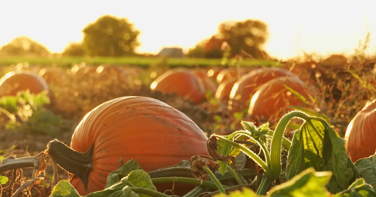 Pumpkin Patch Insurance | InsuredBetter