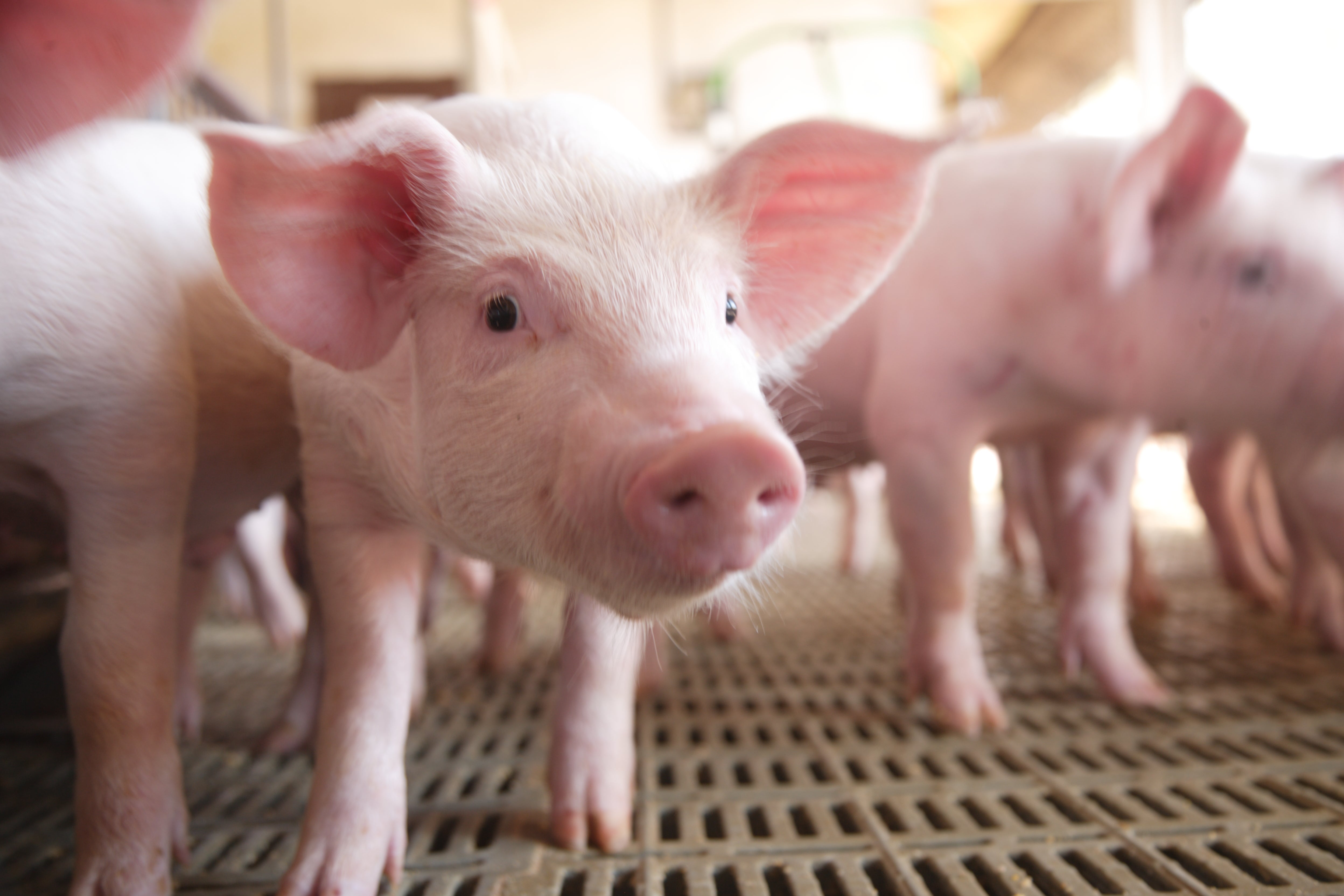 Nuestros socios | myElanco