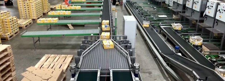 Case Study: Punchbowl Kiwifruit Services | Intralox