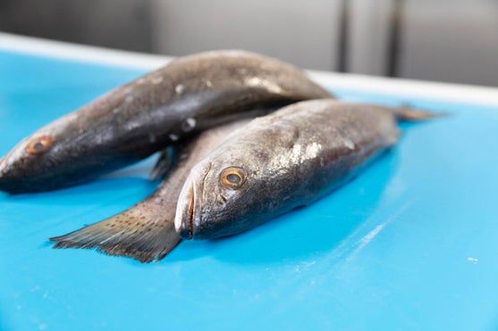 Fish & Seafood Processing Conveyor Belts | Intralox