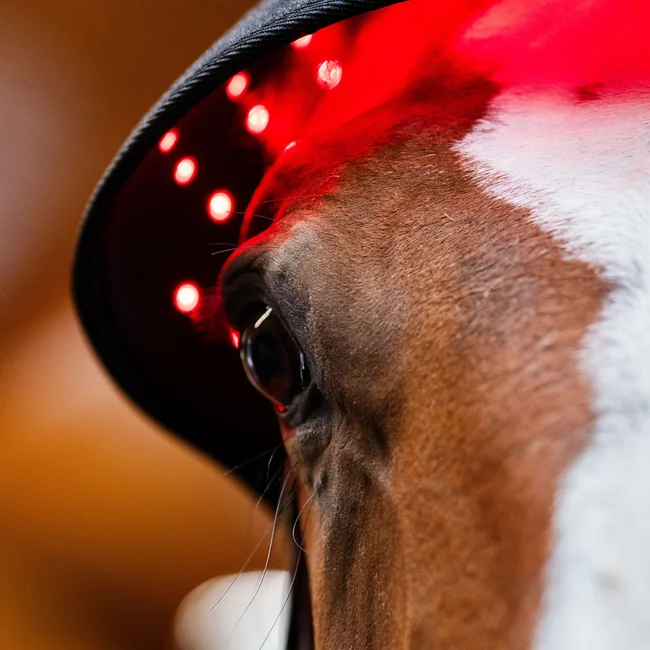 Horseware LED Red Light Therapy | Horseware Ireland