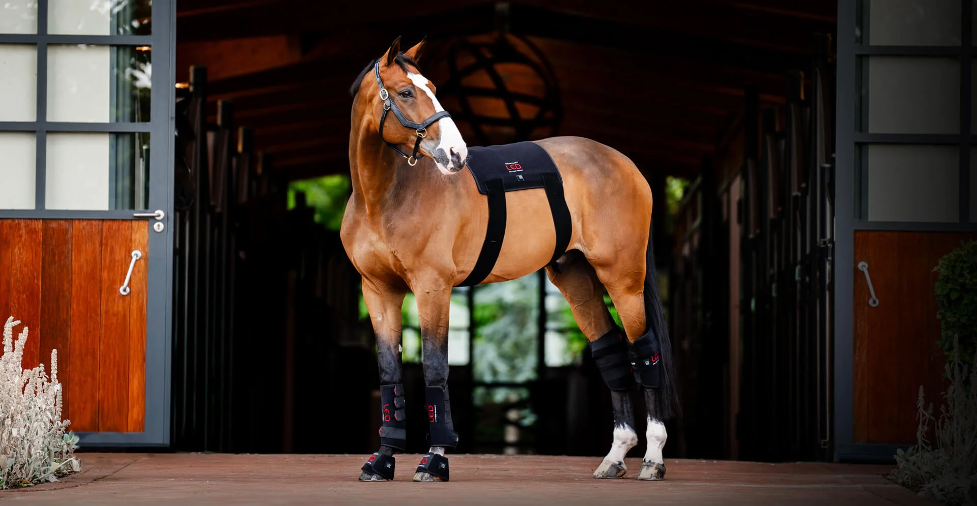 Horseware LED Red Light Therapy | Horseware Ireland