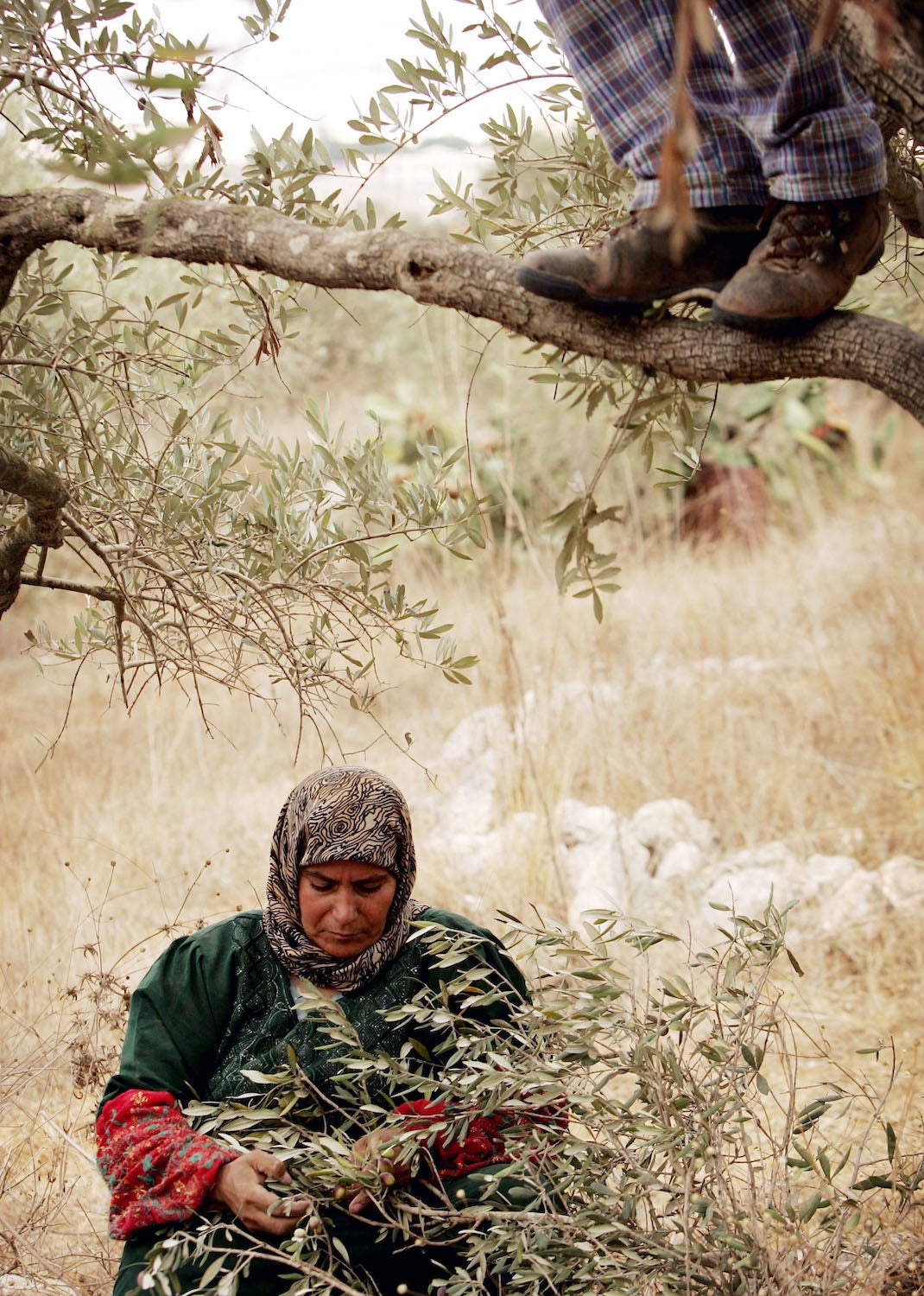The Olive Trees of Palestine: A Symbol of Resilience and Hope | Savoir ...