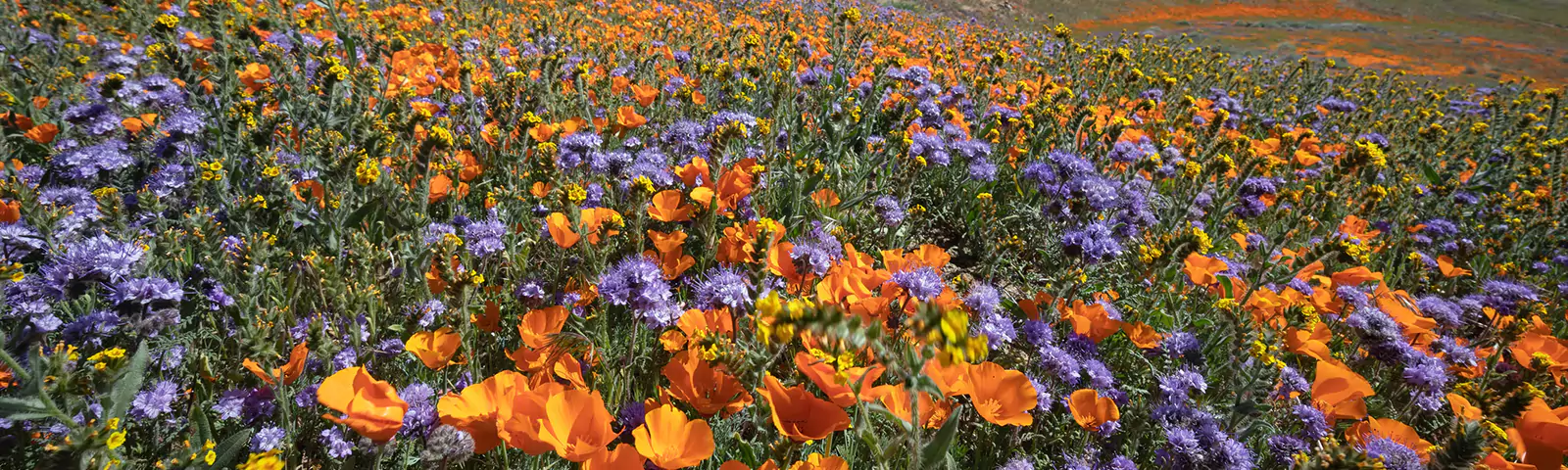 Rates And Terms - California Check Cashing