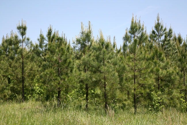 Satellites protect four million football fields worth of endangered ...