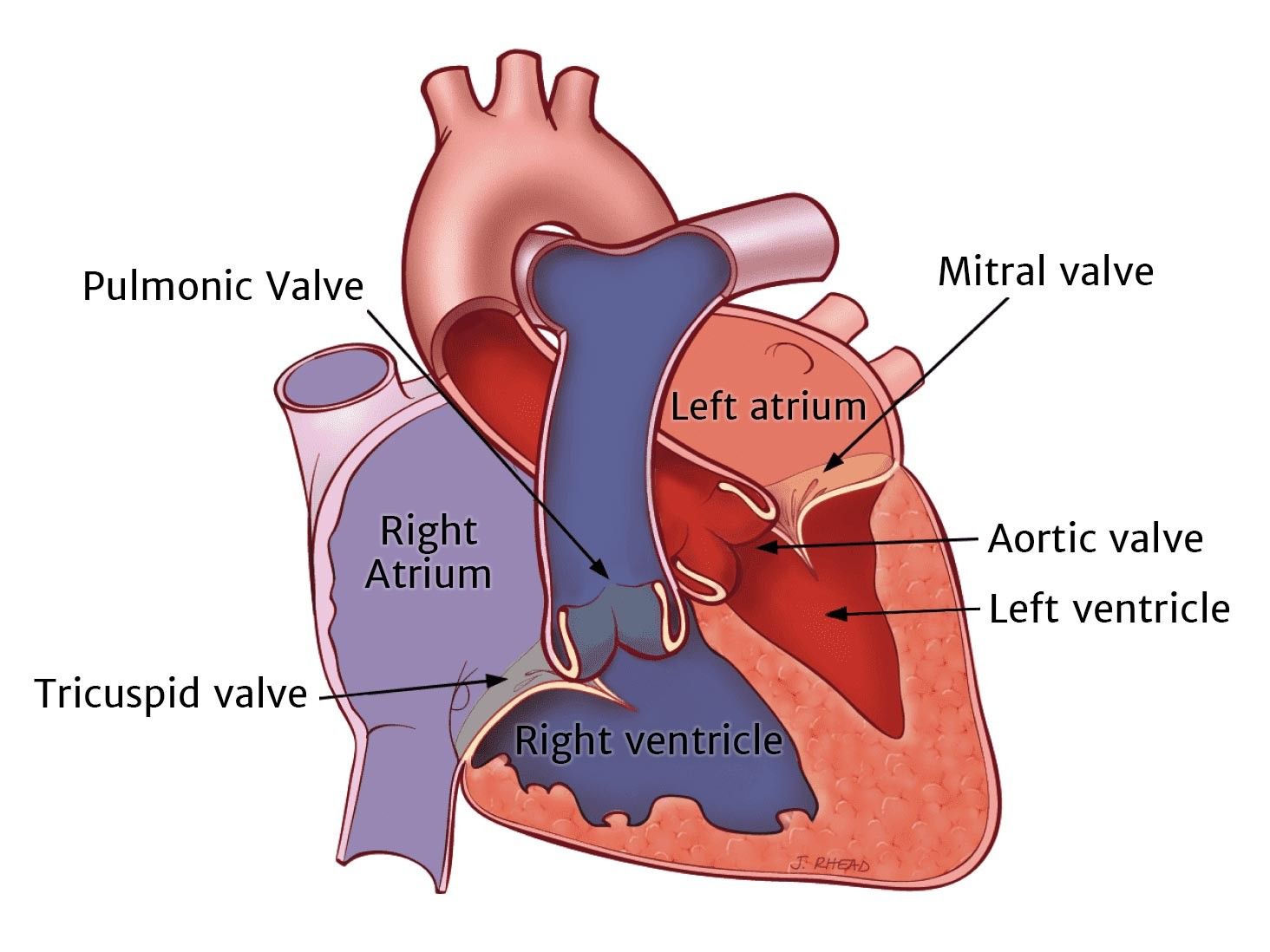 What the Heart Does | Edwards Lifesciences