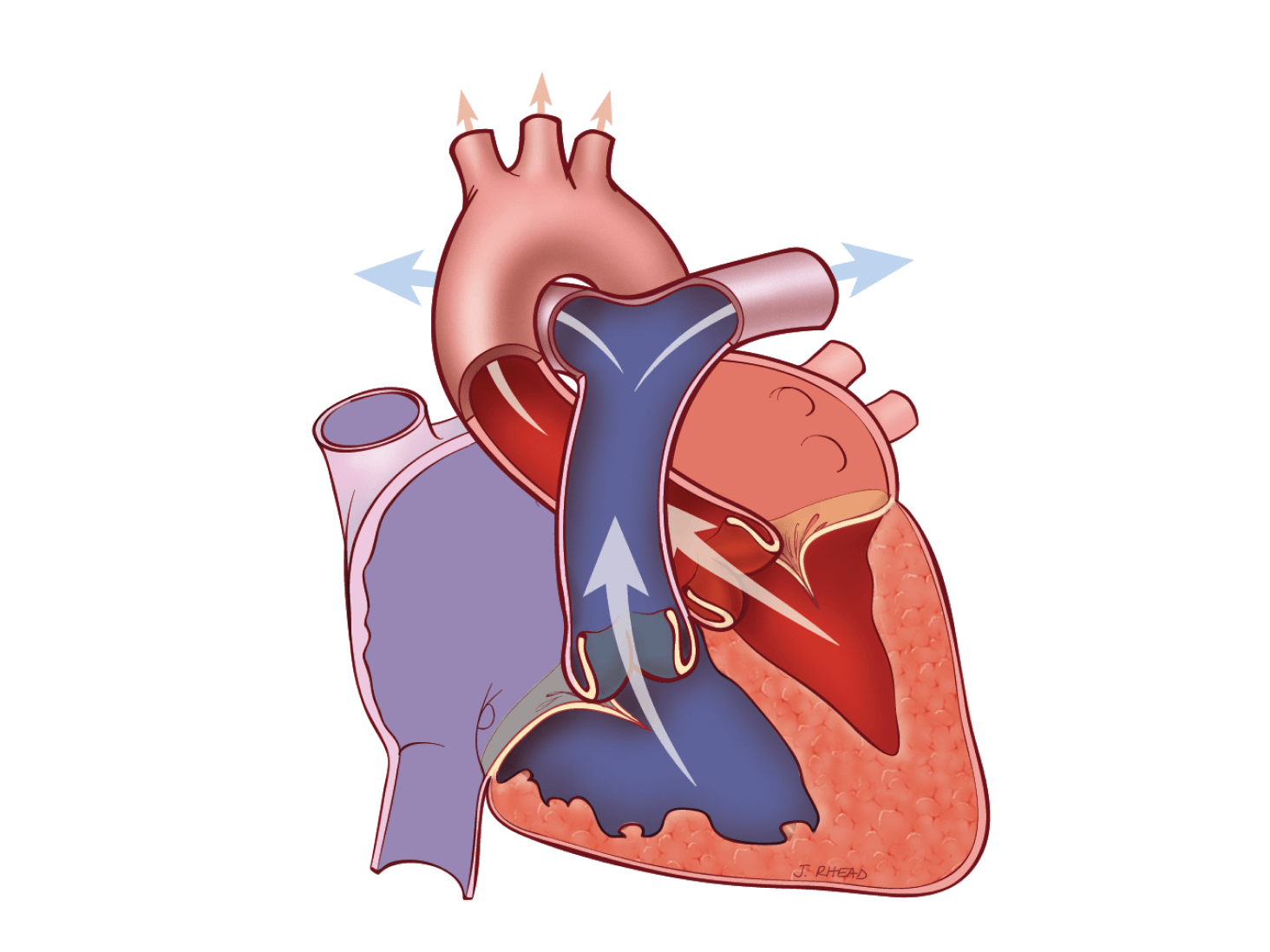 What the Heart Does | Edwards Lifesciences