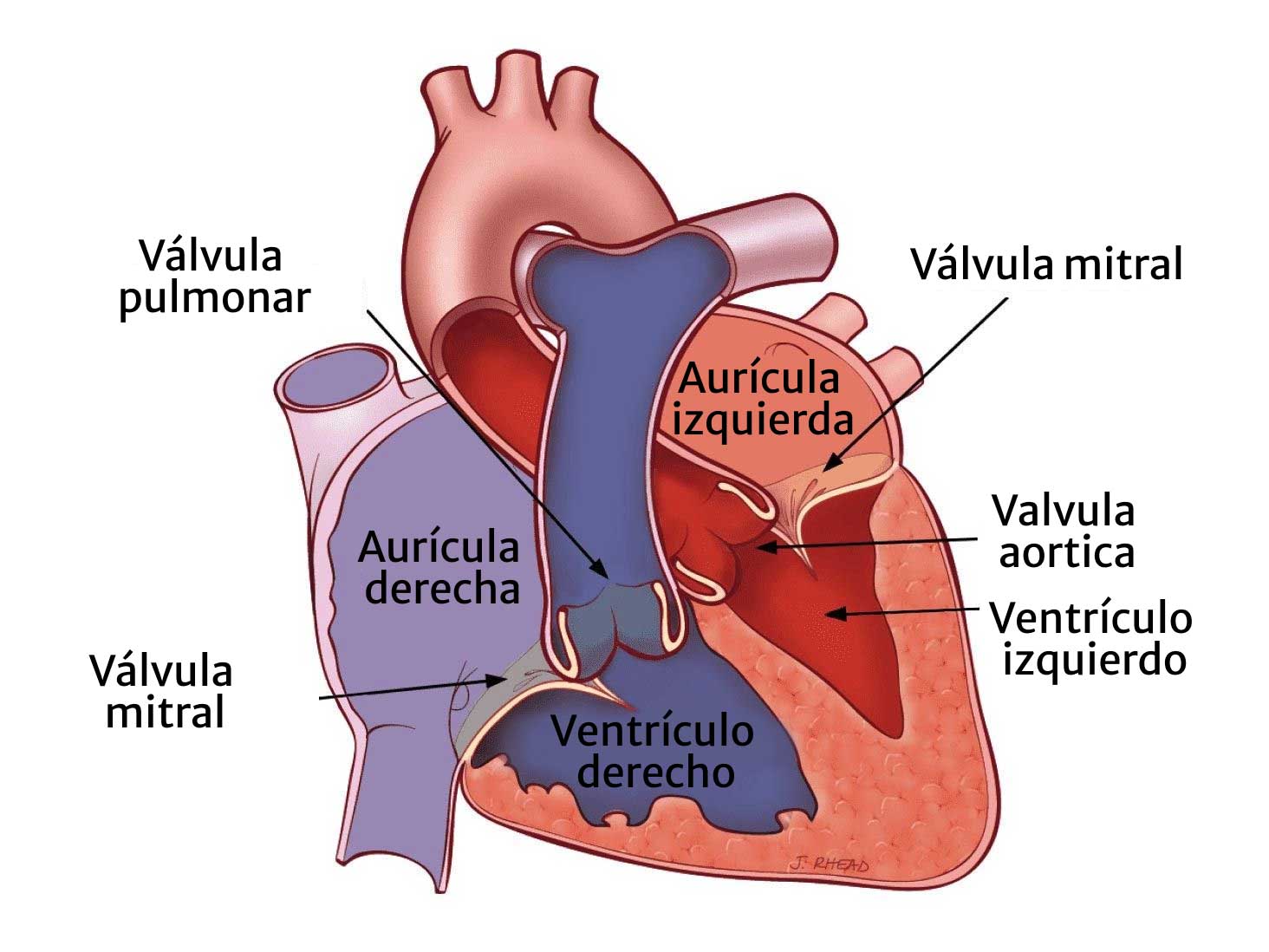 La función del corazón | Edwards Lifesciences