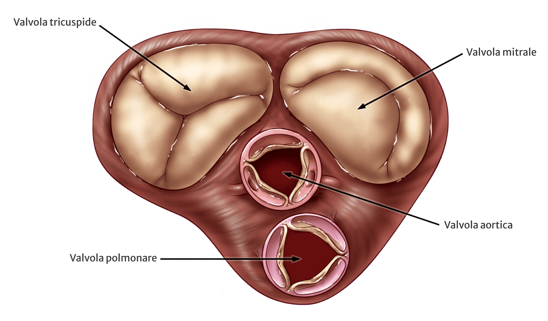Cosa fa il cuore | Edwards Lifesciences