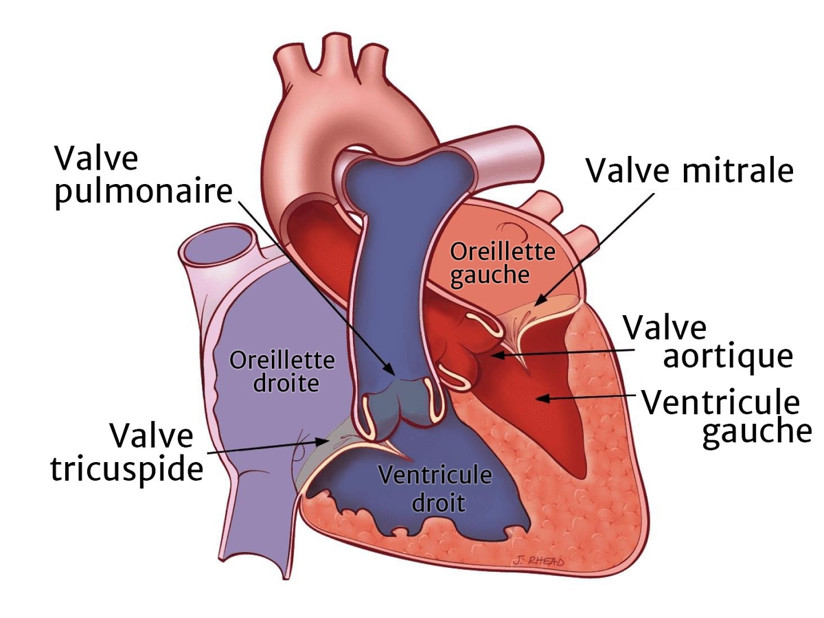 Rôle du cœur | Edwards Lifesciences