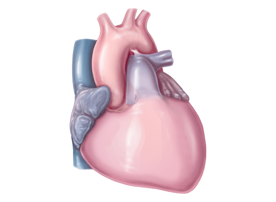 Transcatheter Heart valves | Edwards Lifesciences
