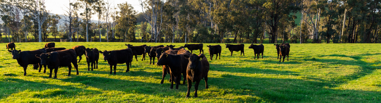 Insight Centre | Elanco Farm Animals