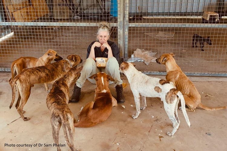 Parasites Guide | My Pet and I Australia