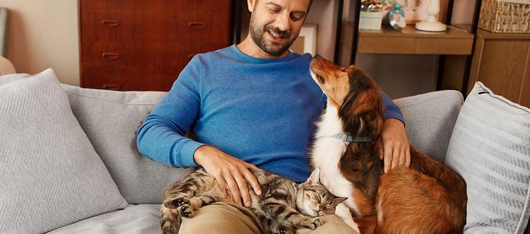 Parasites in Pets | My Pet and I