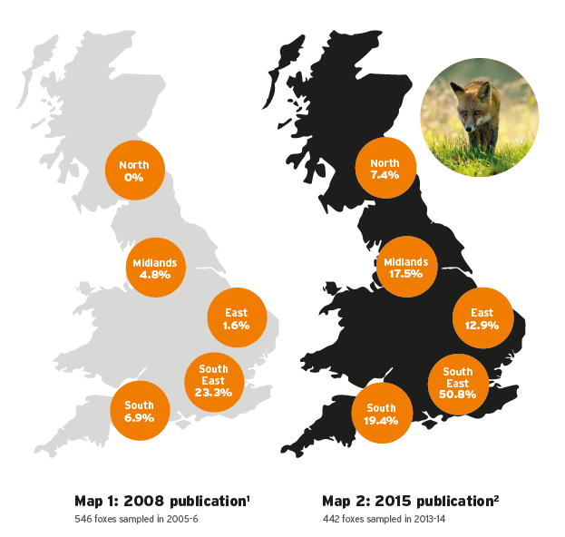 Lungworm in Dogs and Cats | My Pet and I