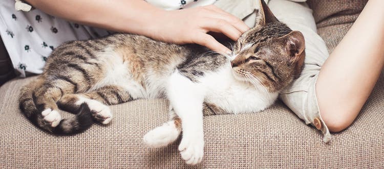 Parasites in Pets | My Pet and I