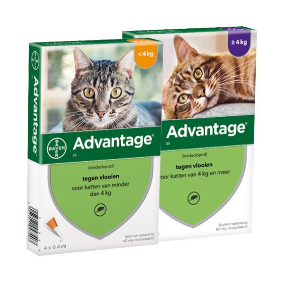 Advantage® spot-on oplossing voor katten rekent af met vlooien