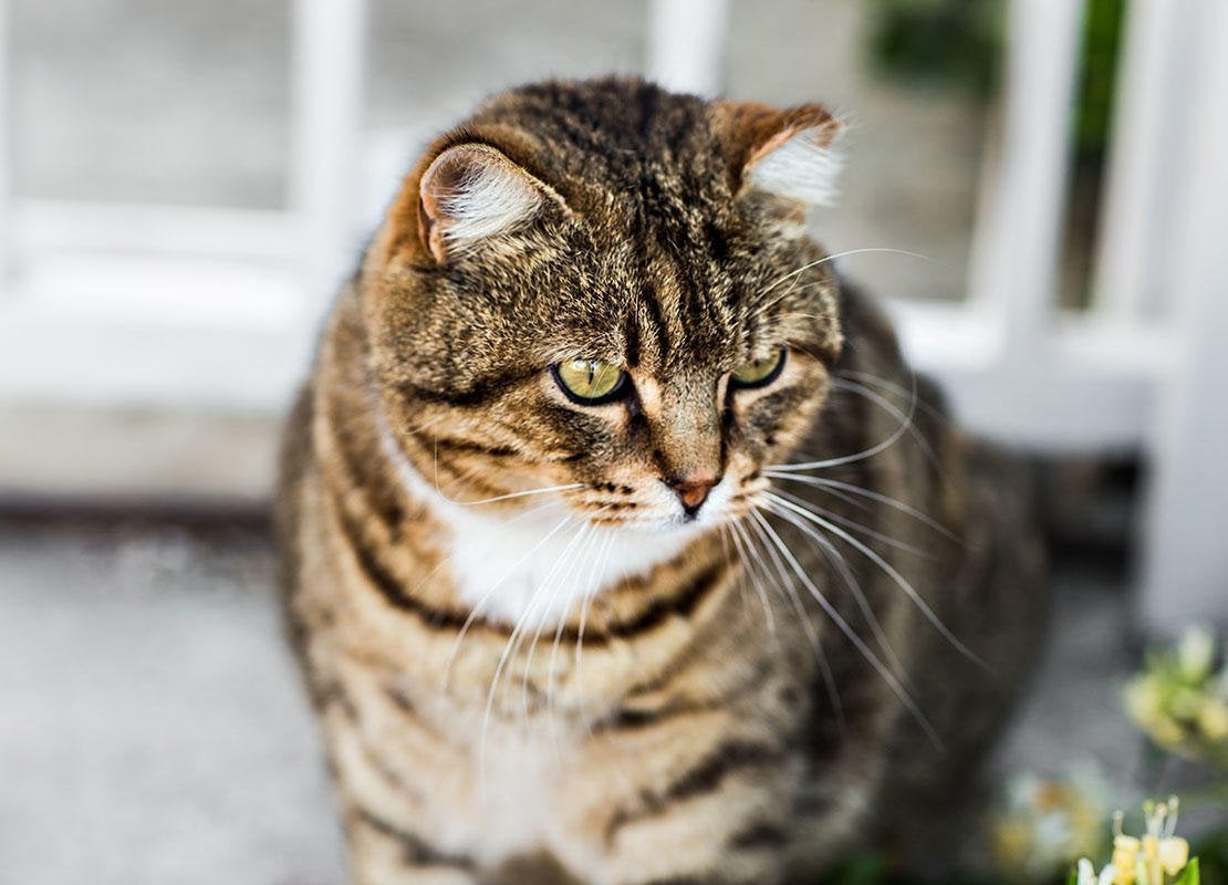 Cães e gatos obesos: como gerenciar e prevenir o ganho de peso em seu pet