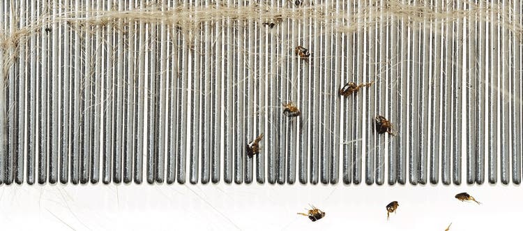 Parasites in Pets | My Pet and I