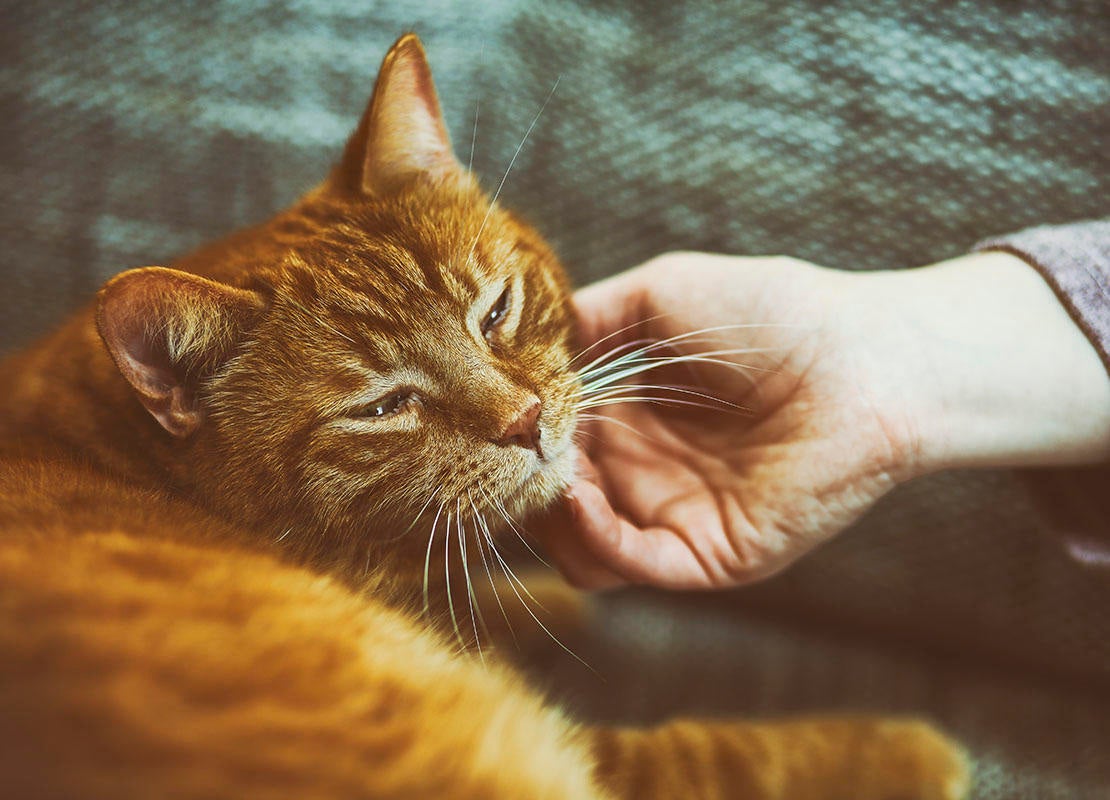 Quatro motivos pelos quais os gatos ronronam