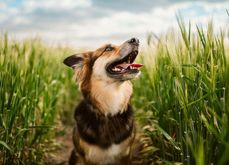 Parasites in Pets | My Pet and I