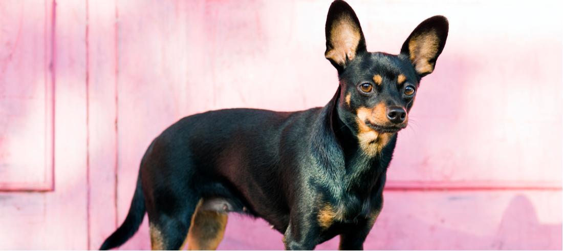 Alla scoperta delle razze canine: il Pinscher
