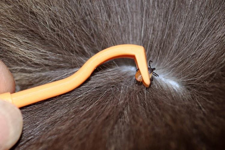How to Identify & Treat Ticks on Your Pet | NZ