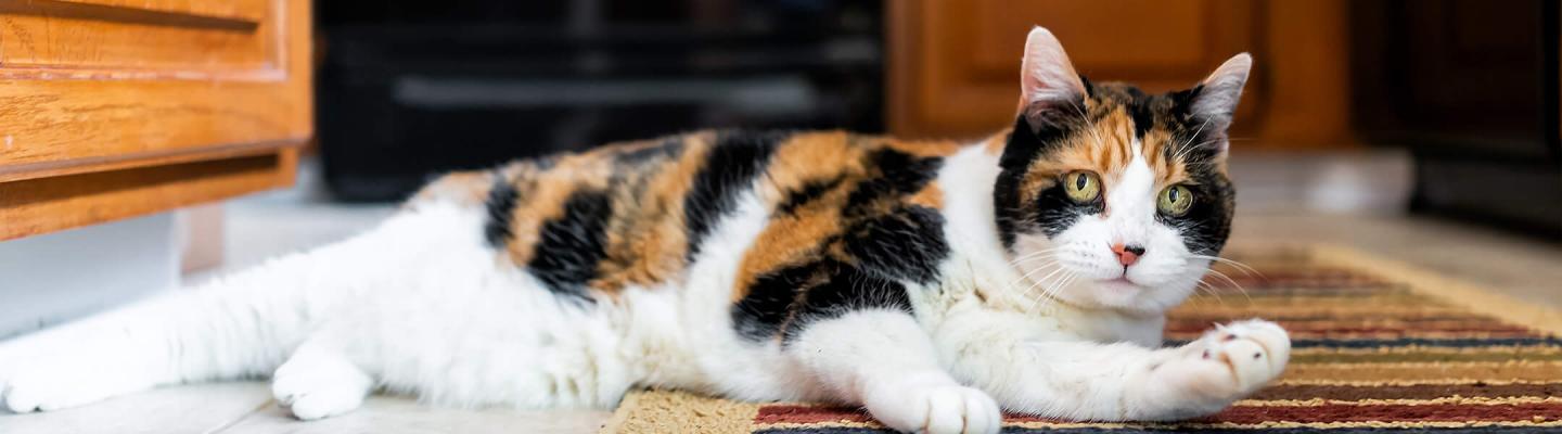 Homepage [mypetandi.elanco.com]