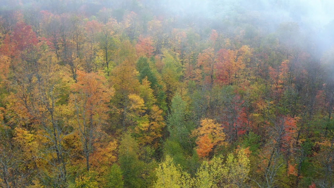 Our Sustainability Starts with Wood Sourcing | Sunlighten