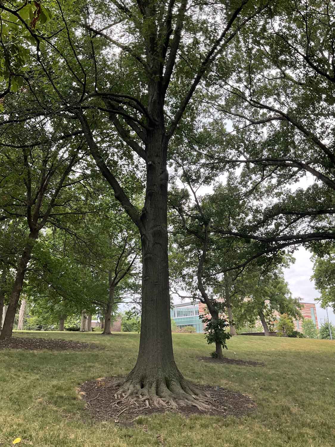 Texas Red Oak 34-33-1 - Linda Hall Library