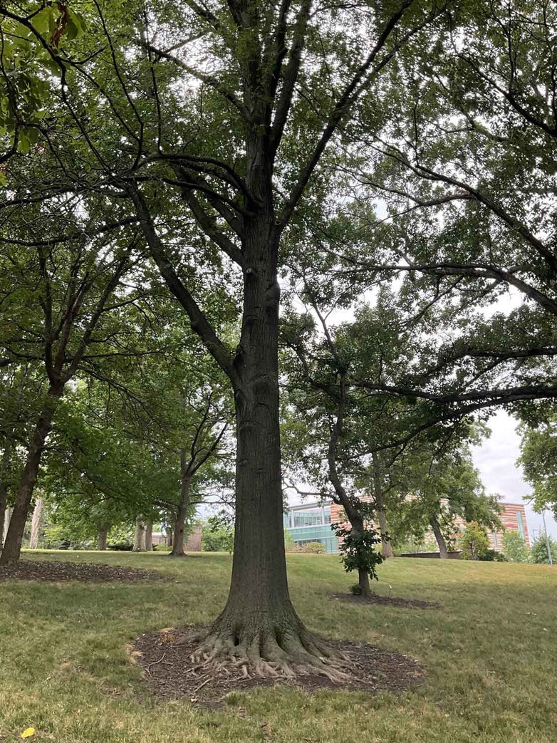 Texas Red Oak 34-33-1 - Linda Hall Library