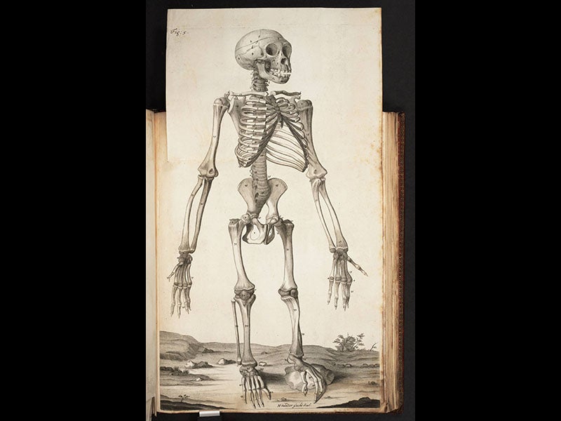 Edward Tyson - Linda Hall Library