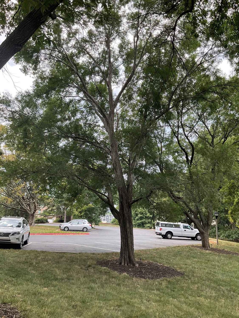 Lacebark Elm 44-3-1 - Linda Hall Library