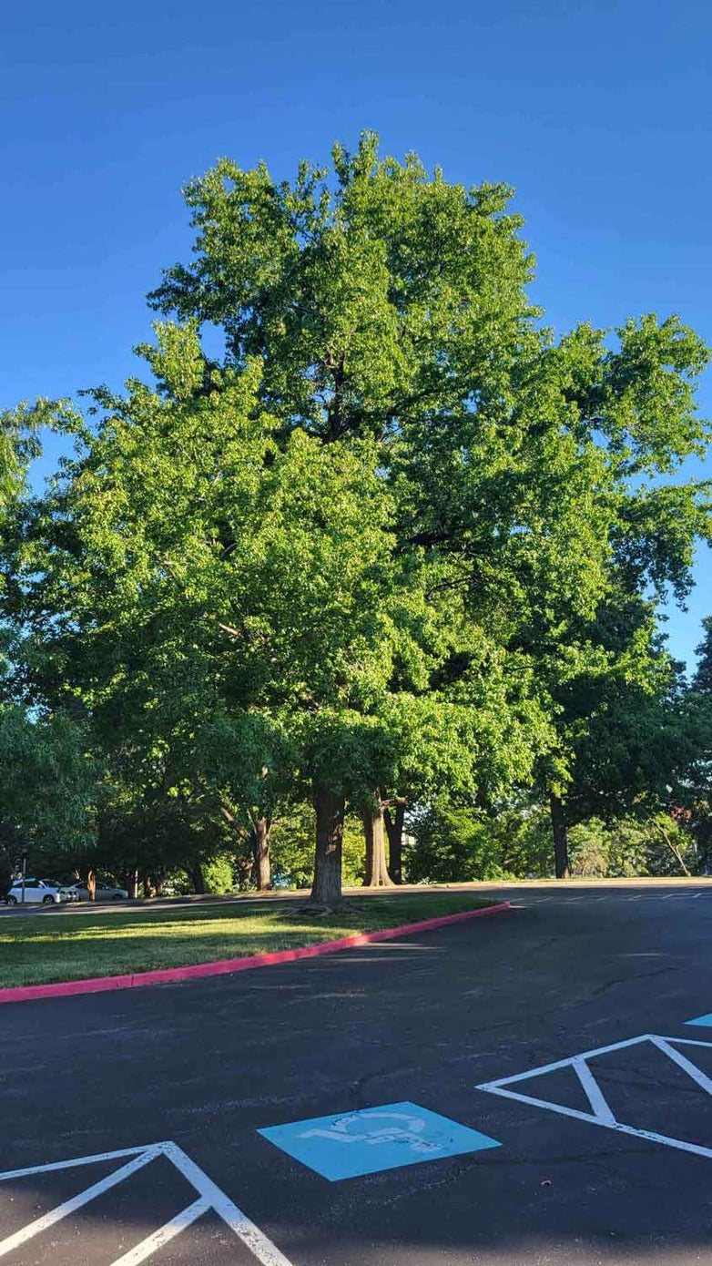 Sweetgum 23-2-1 - Linda Hall Library