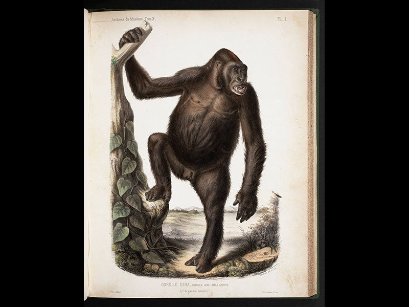 Paul Du Chaillu - Linda Hall Library