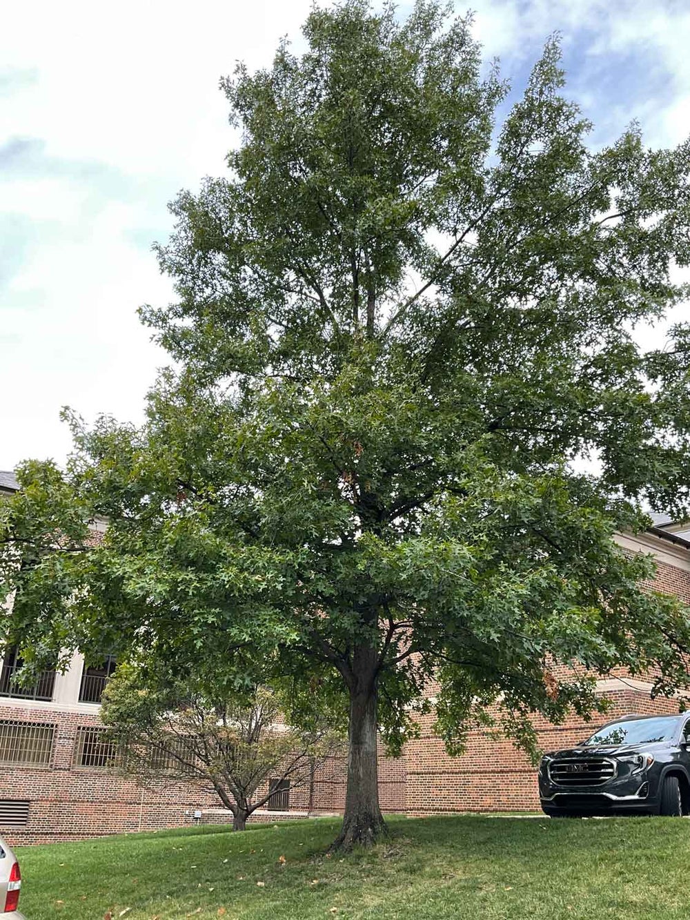 Scarlet Oak 34-5-4 - Linda Hall Library