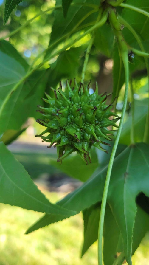 Sweetgum 23-2-1 - Linda Hall Library