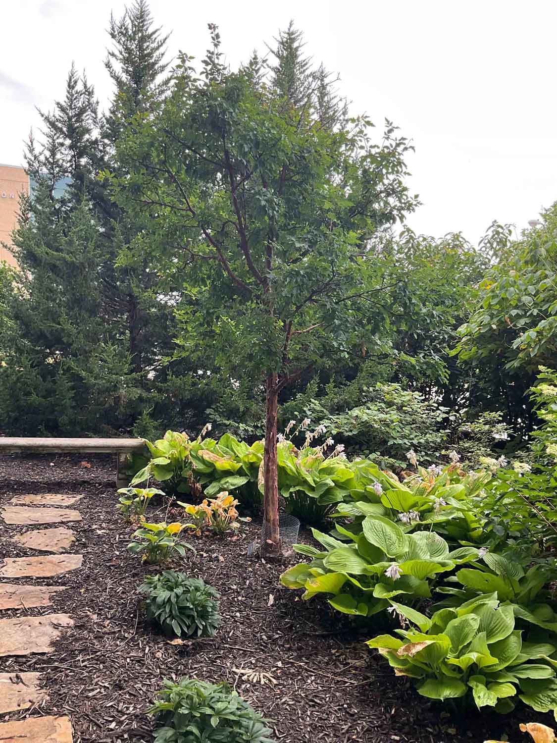 Paperbark Maple 1-2-3 - Linda Hall Library