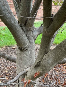 Korean Mountain Ash 38-1-2 - Linda Hall Library