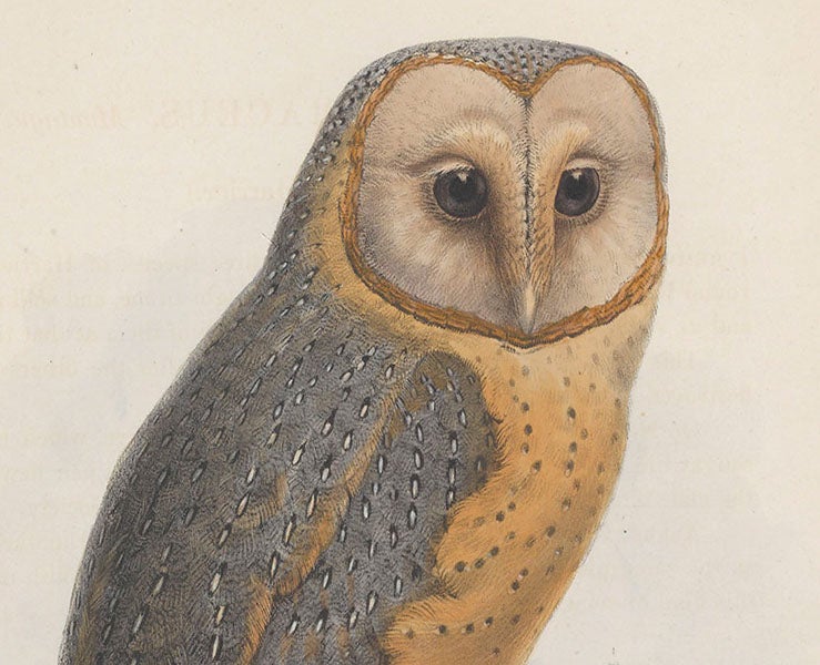 Scientist of the Day - George Rowley, English Student of Birds - Linda ...