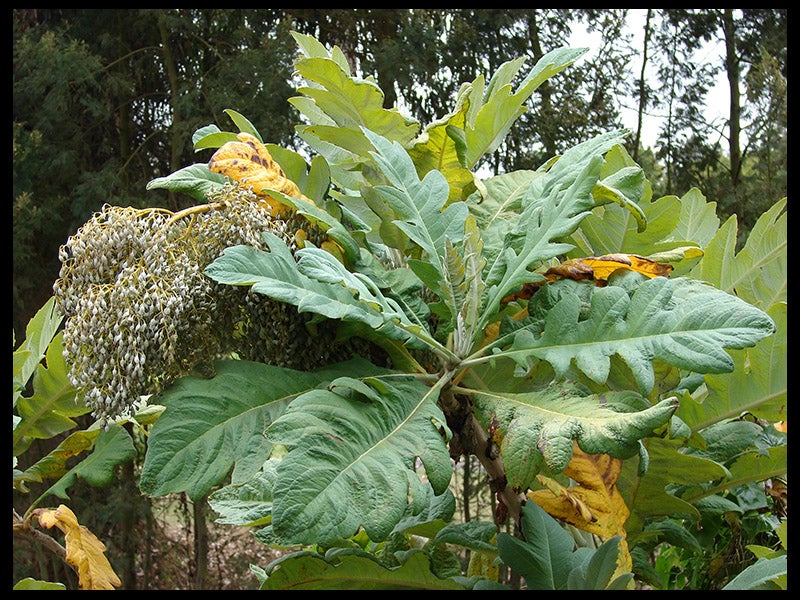 Paolo Boccone - Linda Hall Library