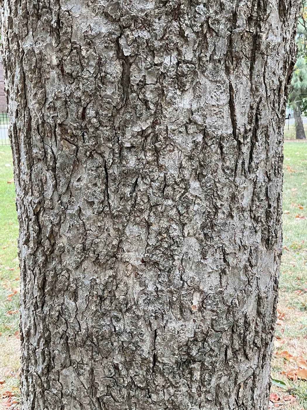 Ohio Buckeye 2-2-6 - Linda Hall Library