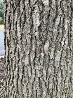 Sweetgum 23-1-3 - Linda Hall Library