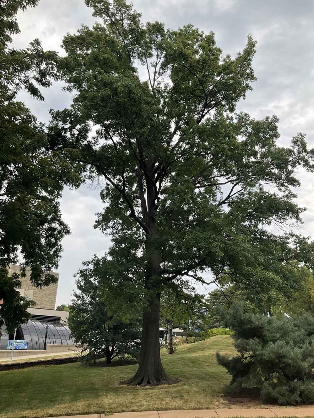 Pin Oak 34-29-1 - Linda Hall Library