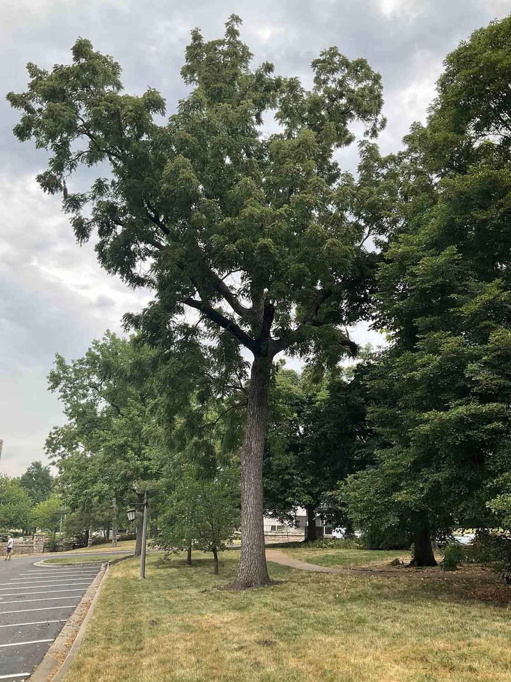 Black Walnut 21-1-1 - Linda Hall Library