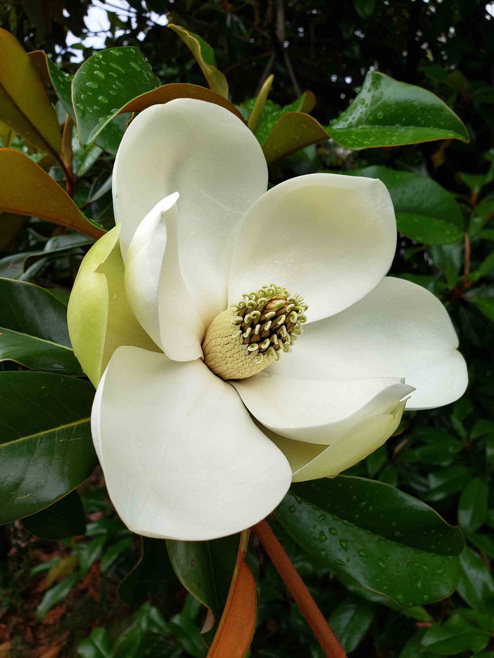 Southern Magnolia 25-12-2 - Linda Hall Library