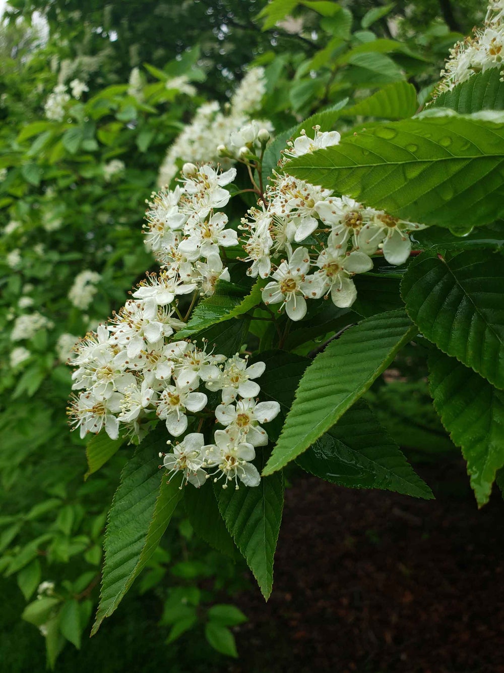 Korean Mountain Ash 38-1-2 - Linda Hall Library