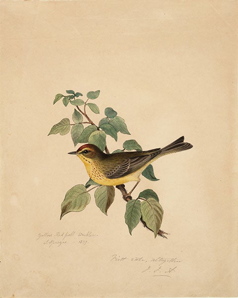 Isaac Sprague - Linda Hall Library